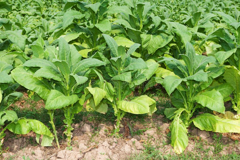 Plante De Tabac Photo stock - Image: 13305590