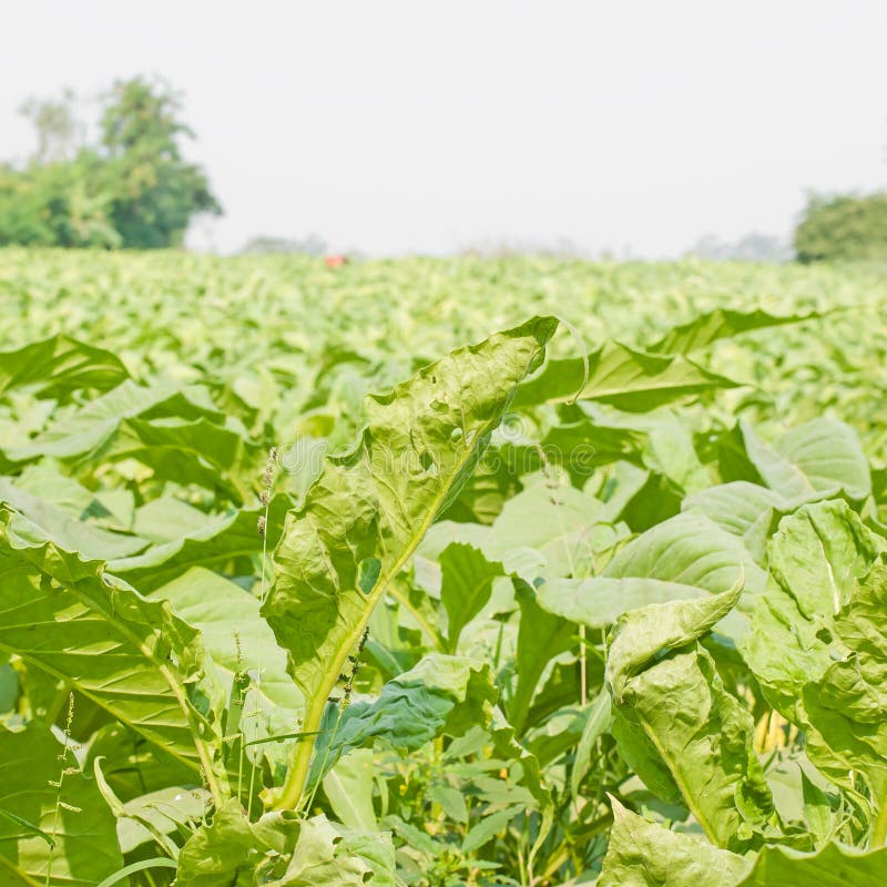 Plante de tabac photo stock. Image du plantations, collecte - 38729514