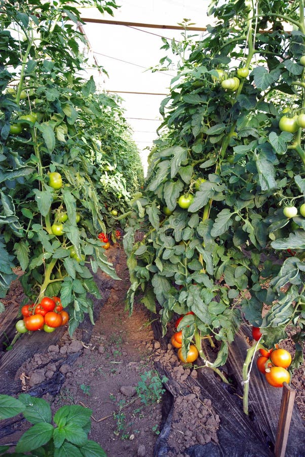 Plante de tomate image stock. Image du terreux, affermage - 15412525