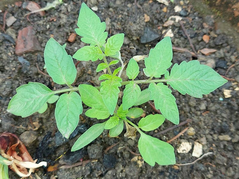 Plante De Tomate Solanum Lycopersicum Photo stock - Image du collecte ...