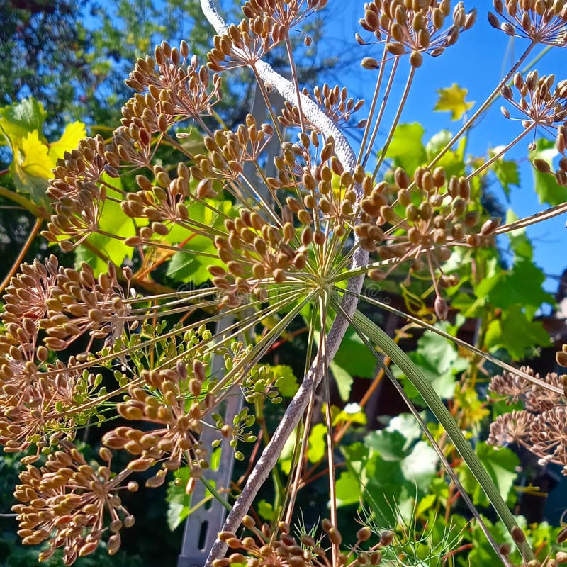Plante Des Graines De L'aneth Pousse Dans La Nature. Photo stock ...