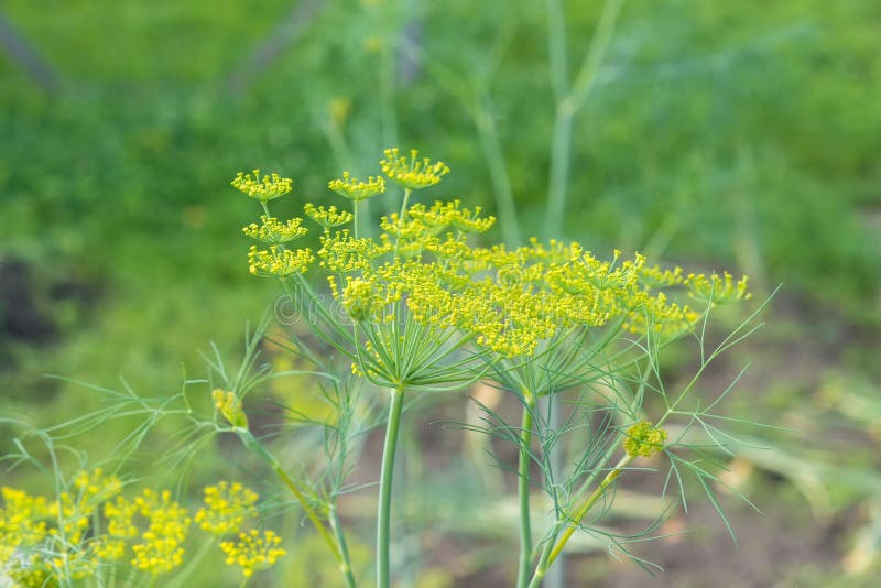Plante Et Fleur D'aneth En Tant Que Fond Agricole Image stock - Image ...