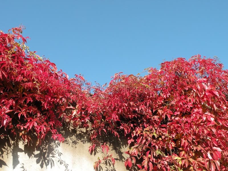 Plante grimpante rouge photo stock. Image du spécifique - 11168702