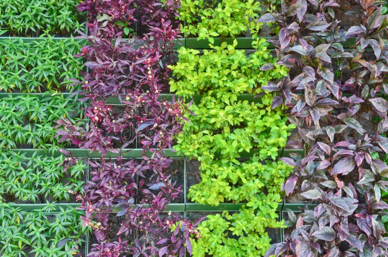 Croton De Plante Ornementale Image stock - Image du botanique ...