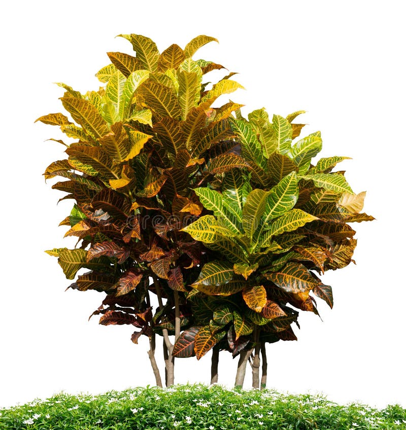 Croton De Plante Ornementale Image stock - Image du botanique ...