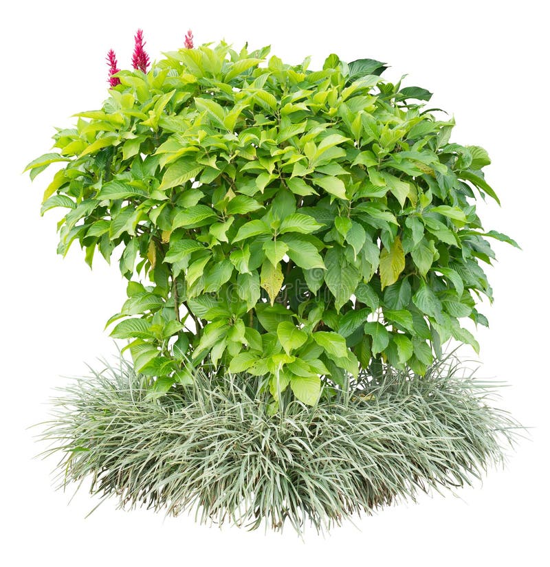 Plante ornementale image stock. Image du vert, ornemental - 31396033