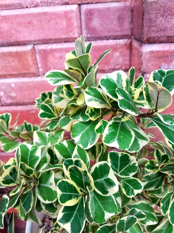 Plante Ornementale Ficus Triangularis Variegata Image stock - Image du ...