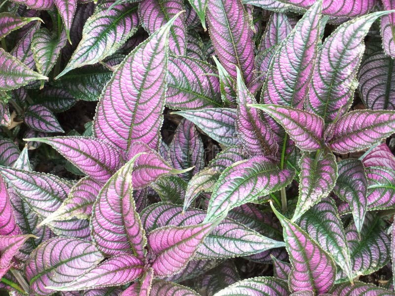 Plante Pourpre Et Verte De Jardin Botanique Photo stock - Image du ...