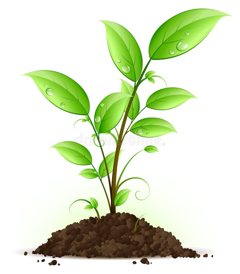 Plante verte illustration de vecteur. Illustration du neuf - 7276219