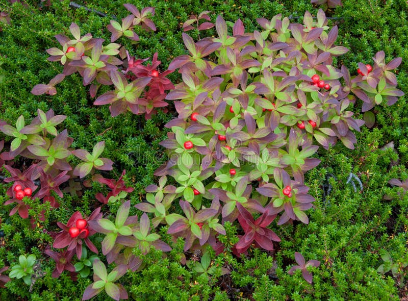 Plante Verte Avec Les Baies Rouges Photo stock - Image du nature ...