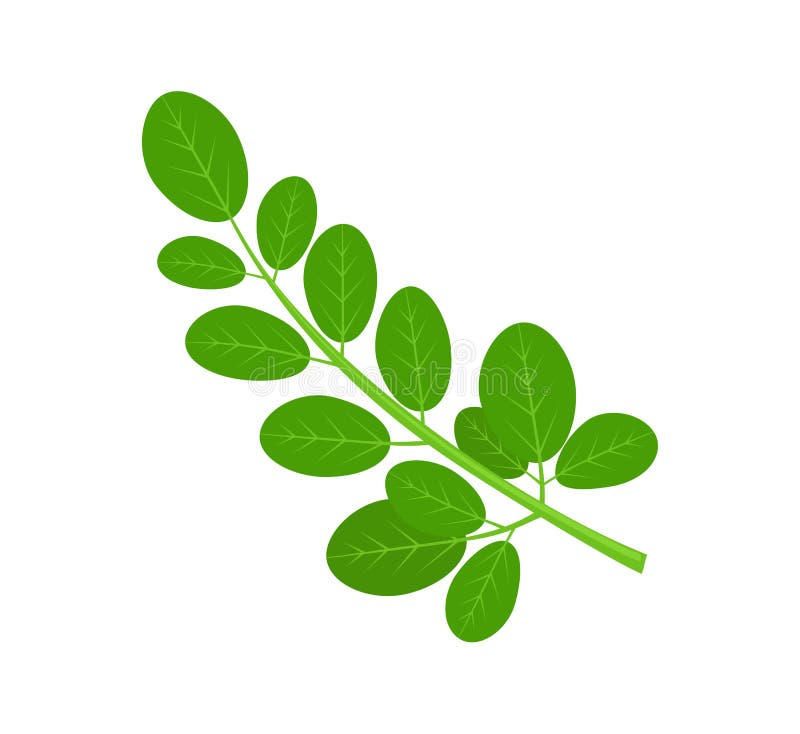 Plante Verte Et Feuilles De Moringa Illustration de Vecteur ...