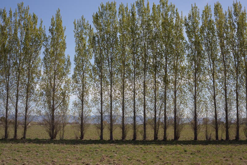 Row of Trees in an Open Field Stock Image - Image of spring, colorado ...