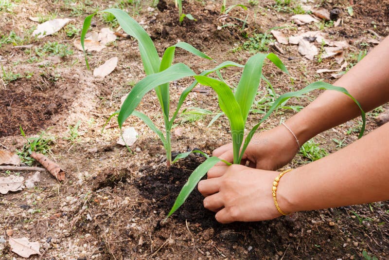 Planted corn stock photo. Image of countryside, growth - 38769922