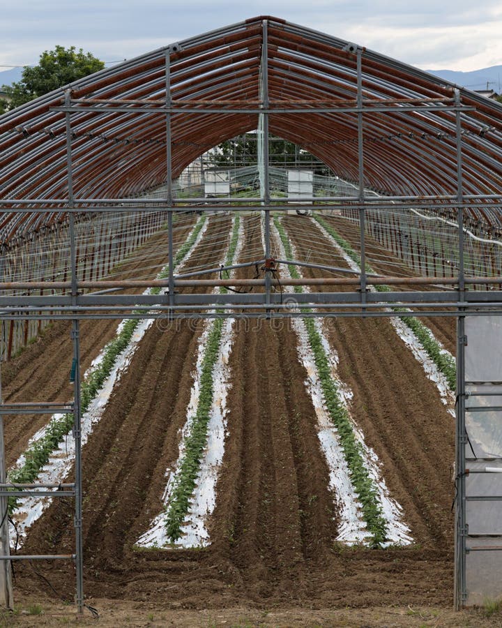 Planted Crops on a Japanese Farm Stock Image - Image of agriculture ...