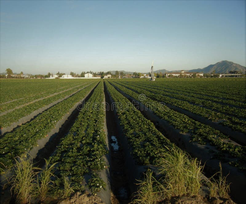 Planted farm rows stock image. Image of rows, farm, afternoon - 97924009