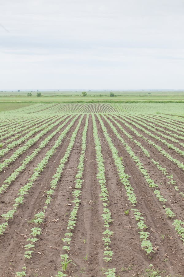 Planted field stock image. Image of leaf, planted, spring - 50508045