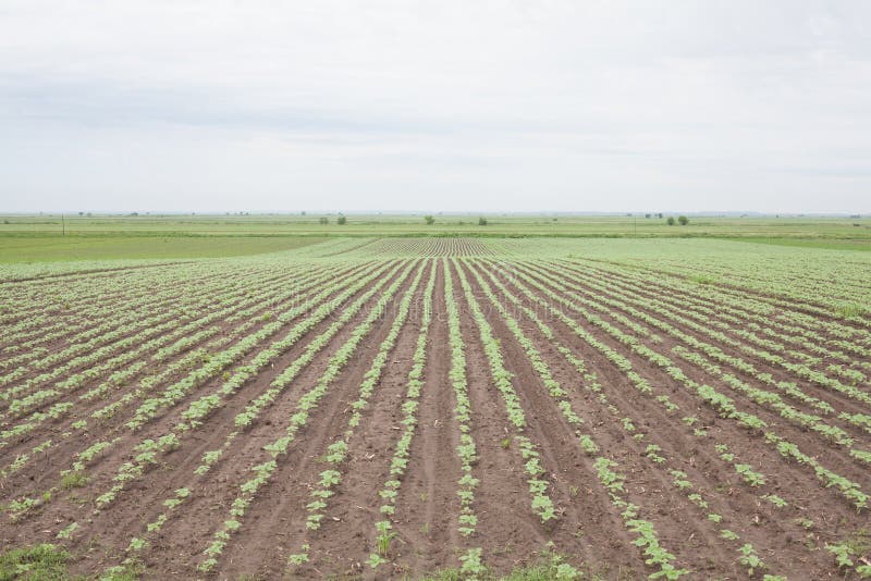 Planted field stock photo. Image of background, leaf - 50508088