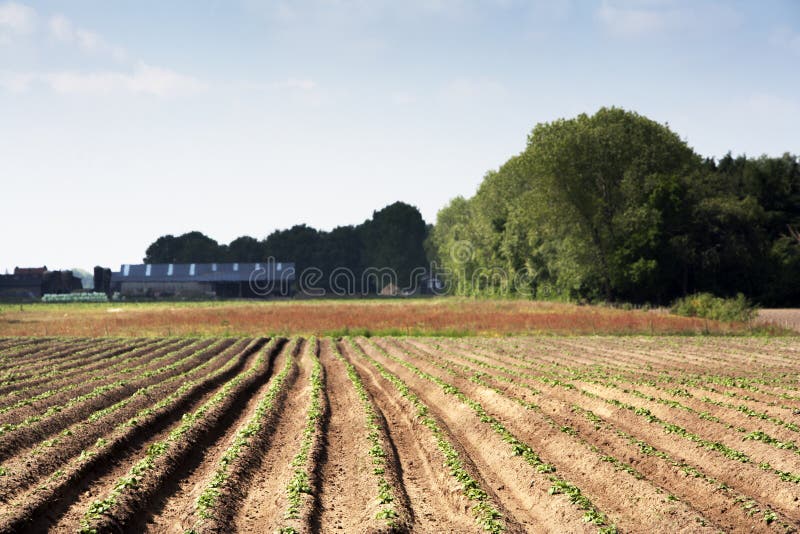 Planted field stock image. Image of focus, plowed, plants - 61174569