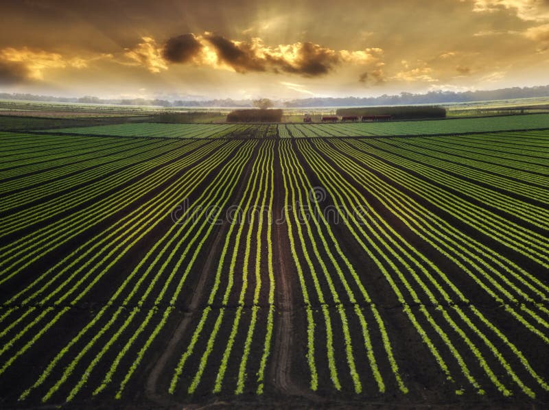 Planted Field stock photo. Image of crop, agricultural - 37254044