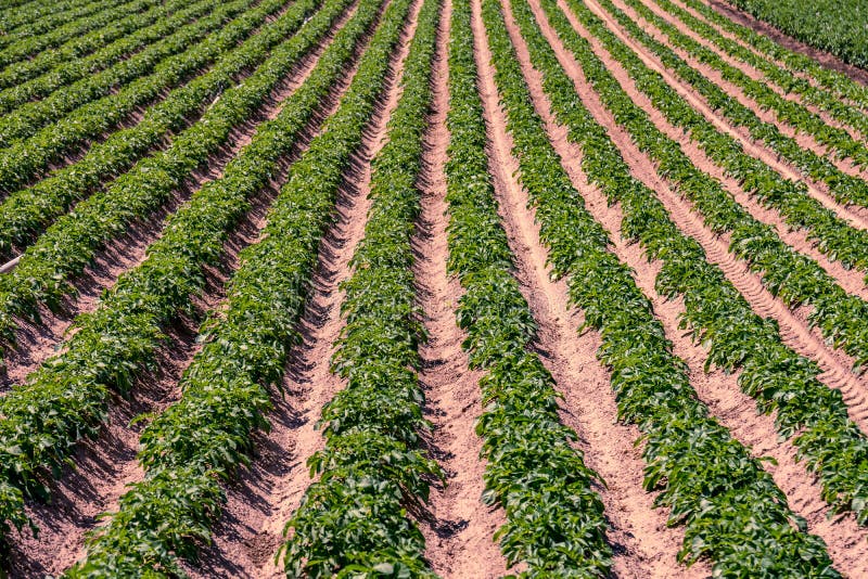 A planted field in spring stock photo. Image of outdoor - 247689300