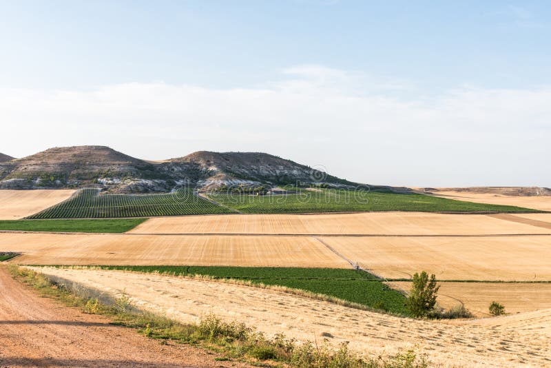 Planted Field in Summer Plain Stock Image - Image of castrillodeduero ...