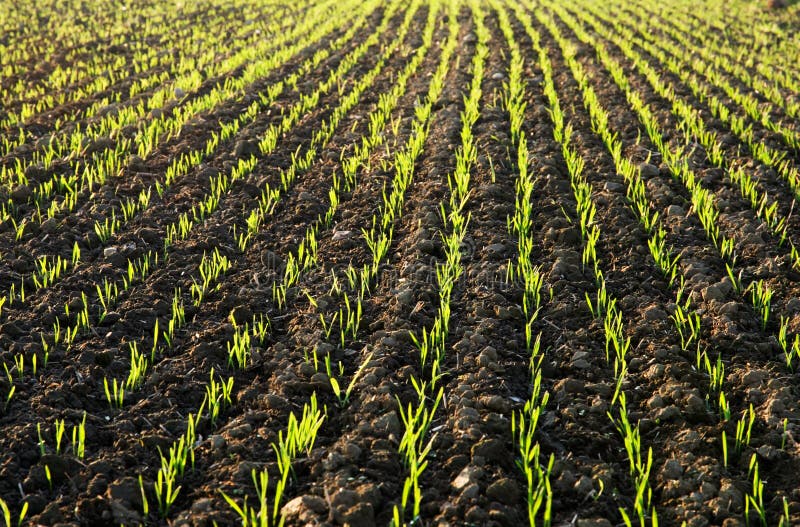 Planted Field In Sunlit Stock Photos - Image: 22013723