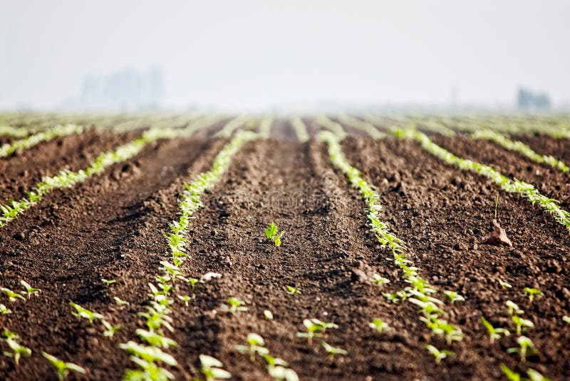 Planted field stock image. Image of newly, growing, farming - 144816945