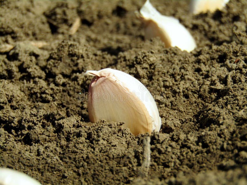 Planted garlic in spring stock image. Image of natural - 178475197