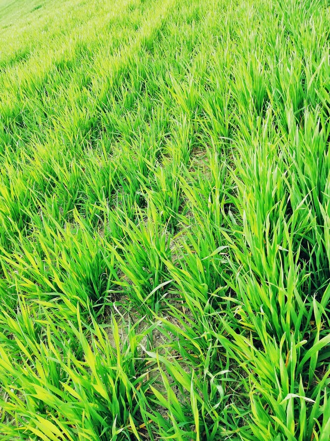 Cultivated Land and Young Green Spring Grass on Undulating Mountainous ...