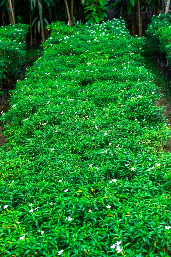 Planted with Green Bed Young Chili Flower Pepper Bud Stock Image ...
