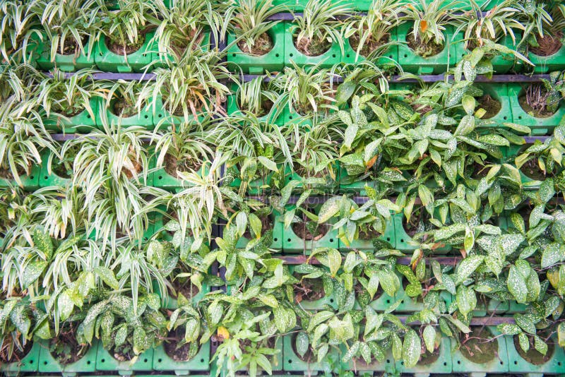 Planted Little Trees in a Green Plastic Pot Stock Image - Image of ...