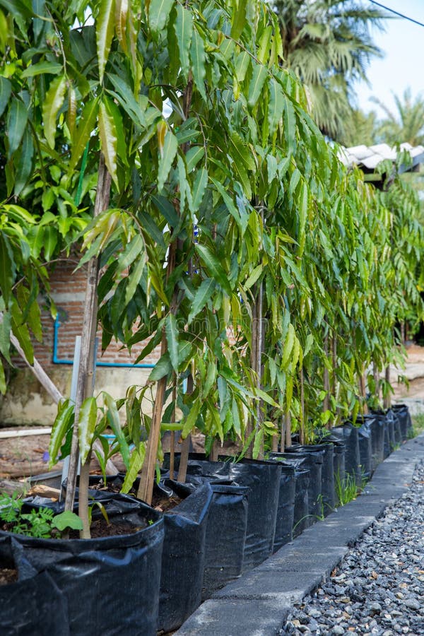 Planted Mango Trees for Sale Stock Photo - Image of growth, growing ...