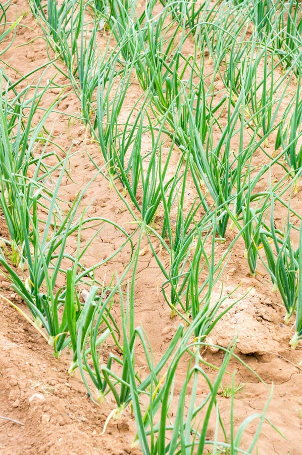 Planted onions stock photo. Image of botanical, agriculture - 39157698