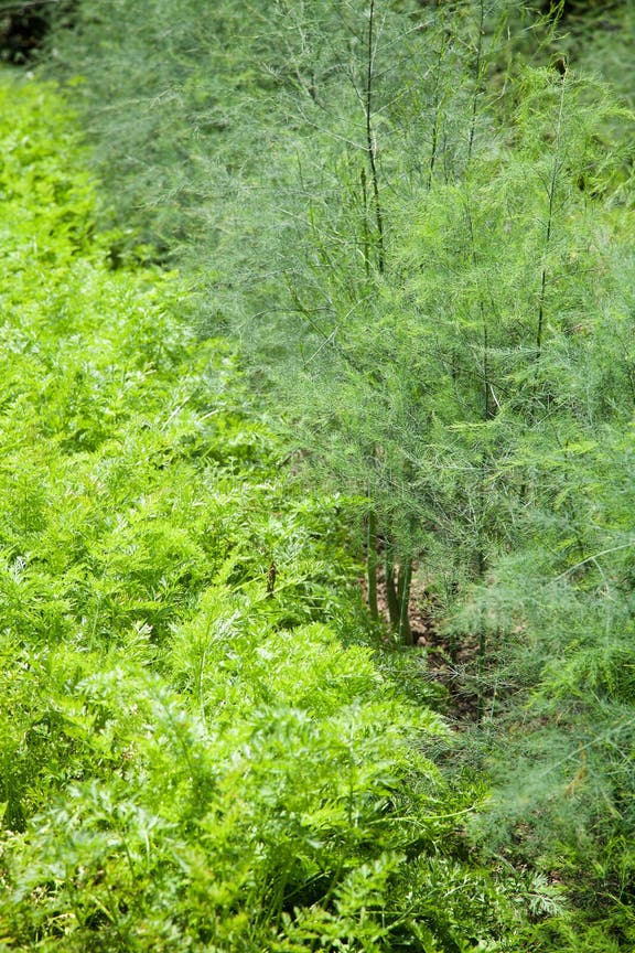 Planted Parsley stock photo. Image of health, growing - 48199766
