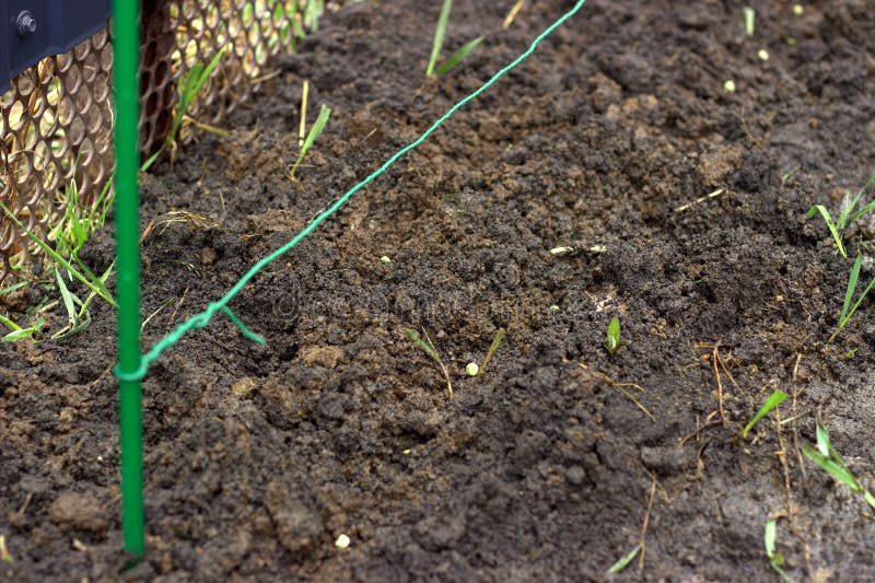 Planted Pea Seeds Under Garden Wire in Damp Ground Stock Photo - Image ...