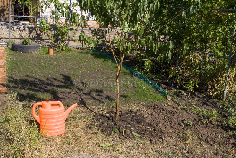 Planted Peach Tree and Watering Can with Water Stock Image - Image of ...