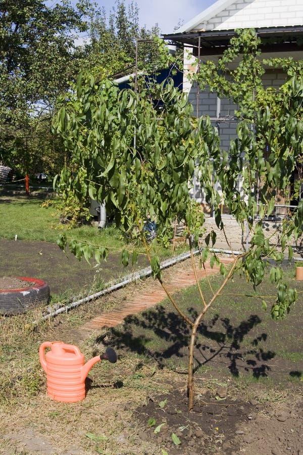 Planted Peach Tree and Watering Can with Water Stock Image - Image of ...