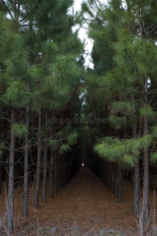 Planted Pines stock photo. Image of green, evergreen, rows - 1598568