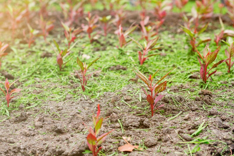 Planted on the Plots in Garden. Stock Photo - Image of blooming ...