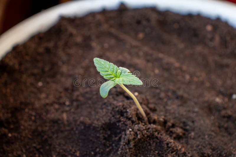 Planted in the Prime of the Sprout of Hemp Varieties Amnesia Photo 2 ...