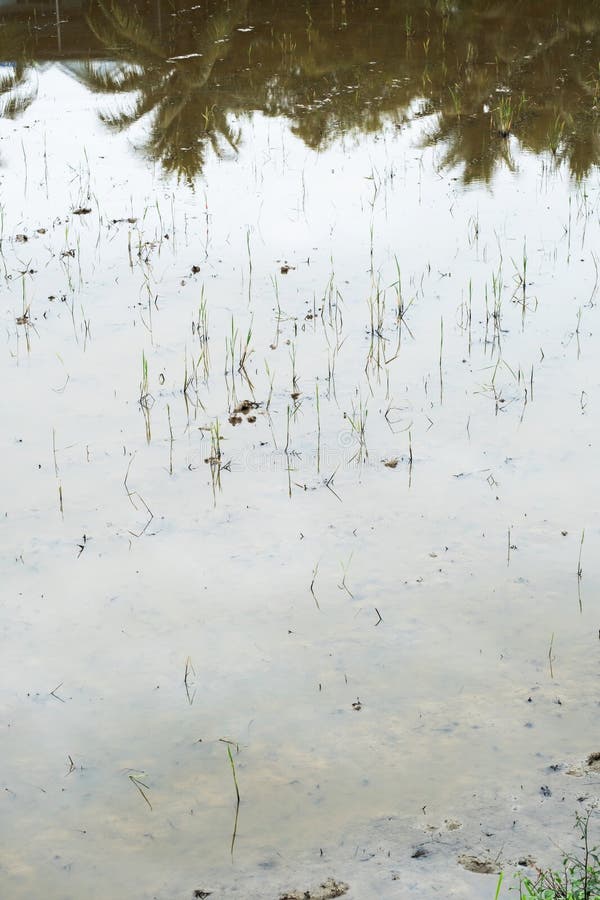 Planted Rice Field with Reflection of Palm Trees Stock Photo - Image of ranch, planted: 302219094
