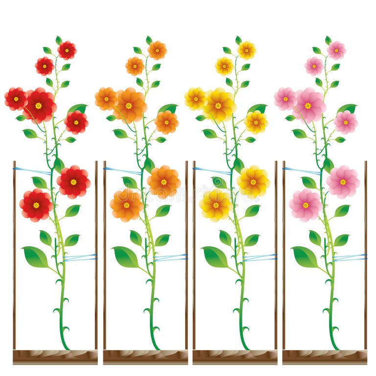 Planted Evergreens Stock Illustrations – 2,471 Planted Evergreens Stock ...