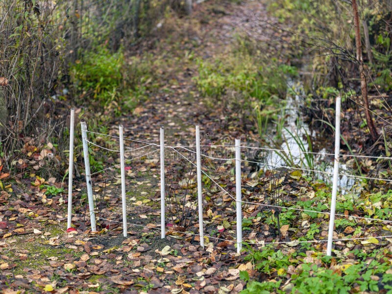 Planted saplings on a path stock image. Image of passageway - 260657407