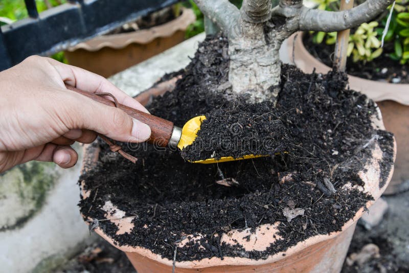 Planted spoon stock image. Image of garden, digging, kale - 68246113