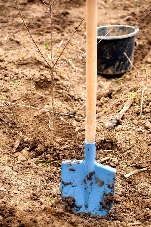 Large Tree Roots Unearthed with Soil Removed before Cutting it Down and ...