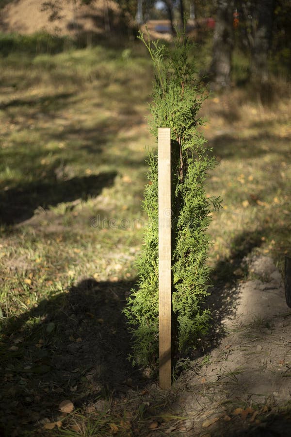 Planted Tree. a Sapling in the Ground Stock Photo - Image of lifestyles ...
