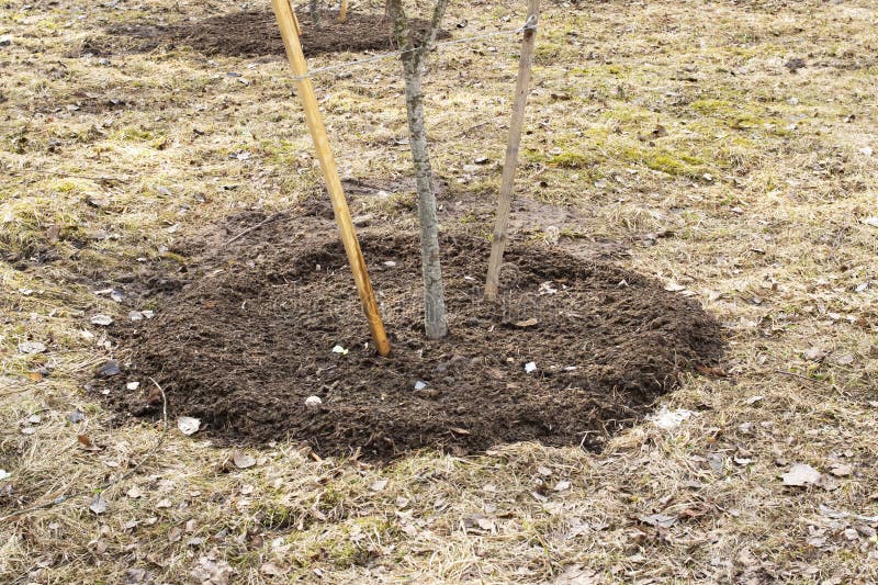 Planted Tree with Support in the Park Stock Photo - Image of care ...