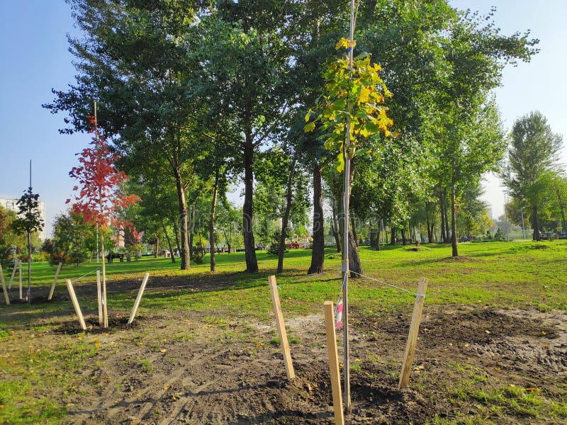 Planted Trees in a Row in City Park at Spring in Sunny Day, Ecology ...