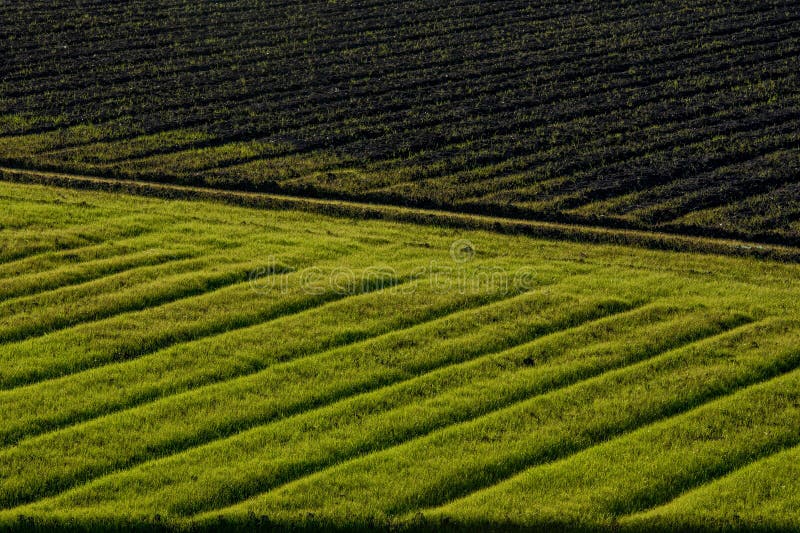 Parallel Lines Vertical Pattern in Agricultural Field Stock Photo ...