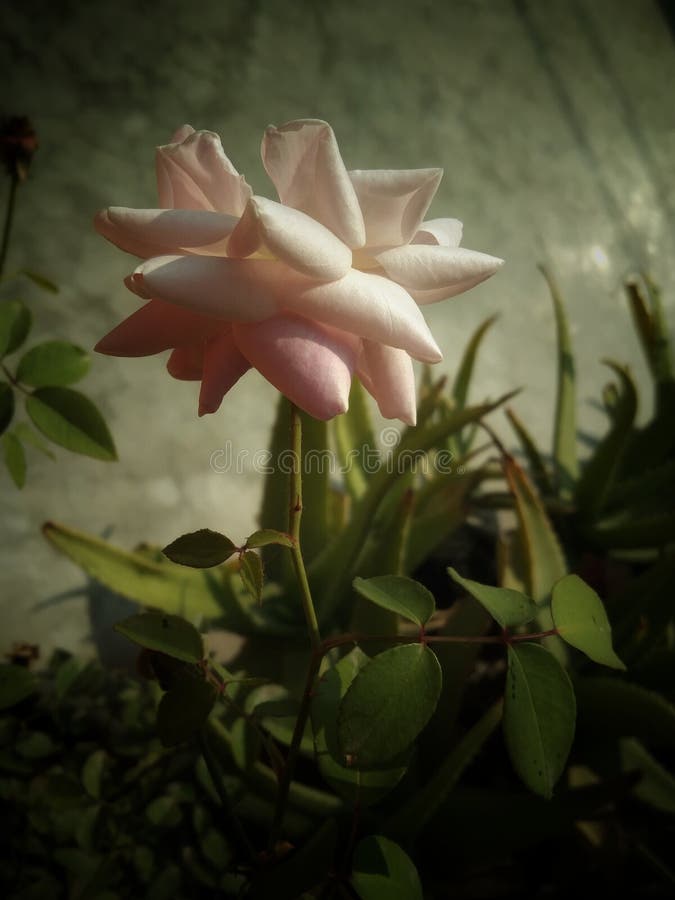 Planted White Rose Flower in To the Sunshine Stock Image - Image of ...